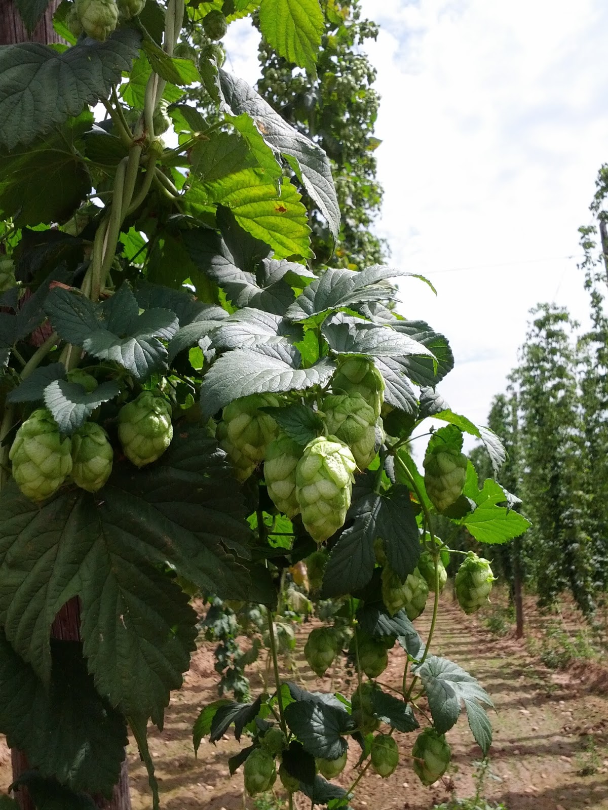 Moonbrewers: El lúpulo en España