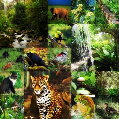 Melani Tello Balboa: Selvas