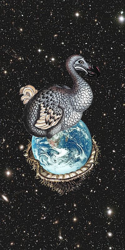 What In God's Name Is Up With Dodo Birds?