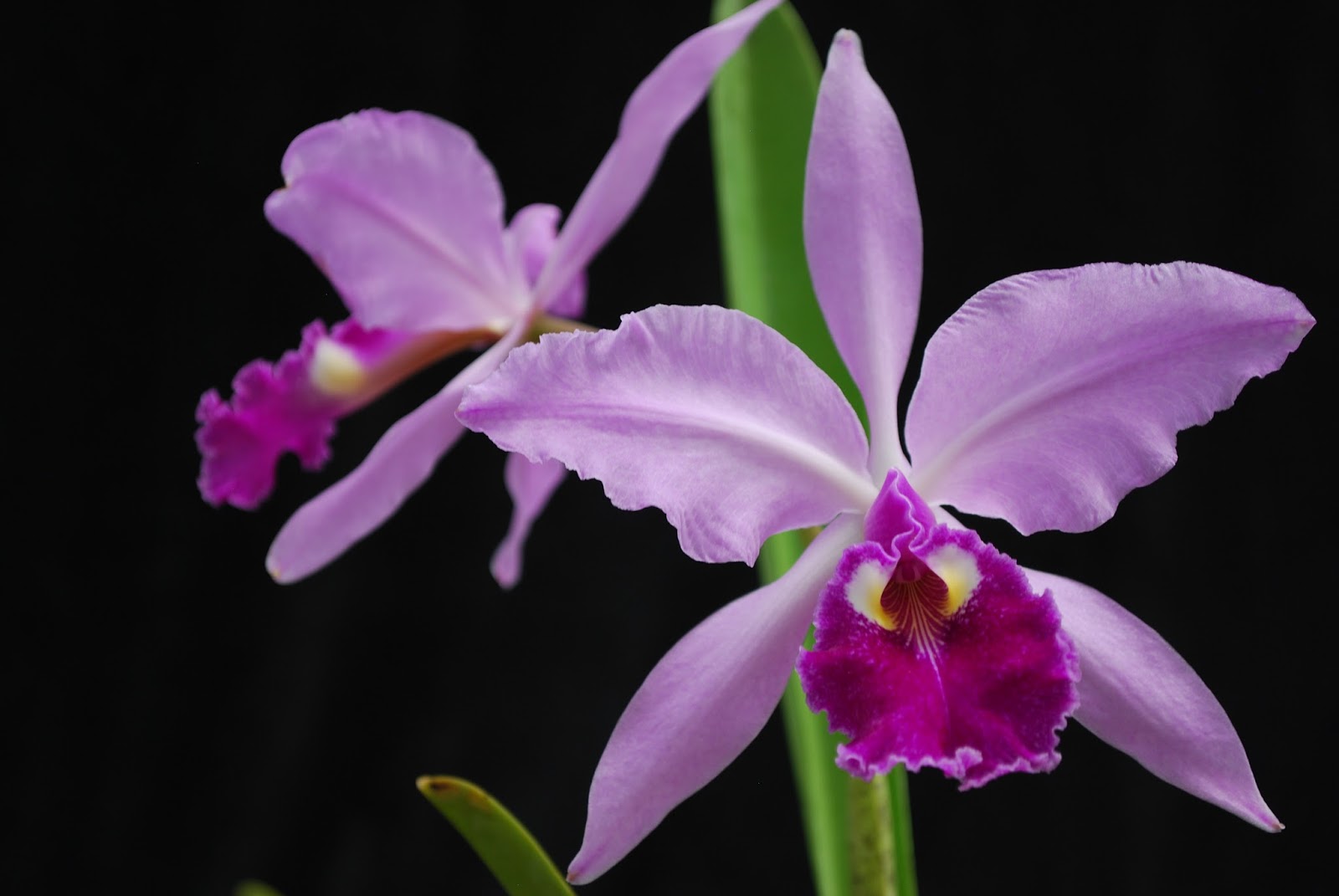 Asociación Jalisciense de Orquideología: Las Cattleyas