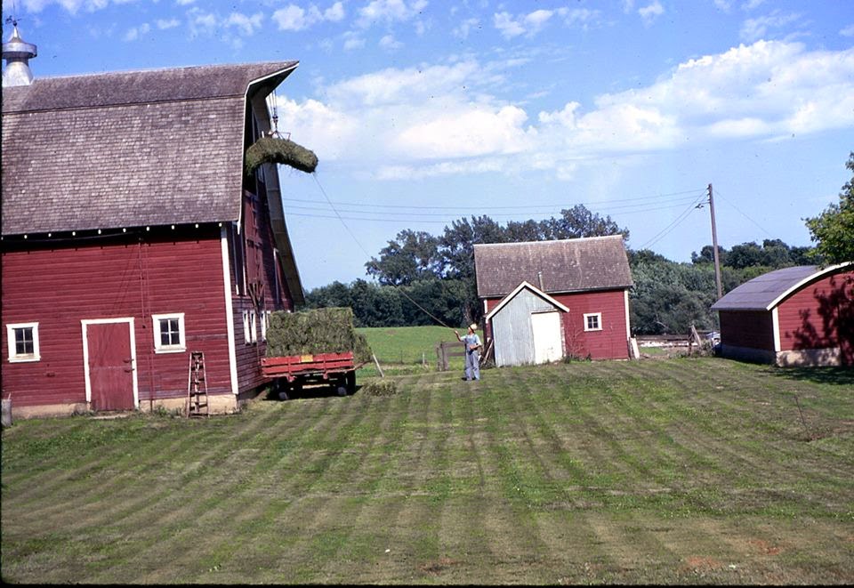 Amish Horses: Making Hay (the old way)