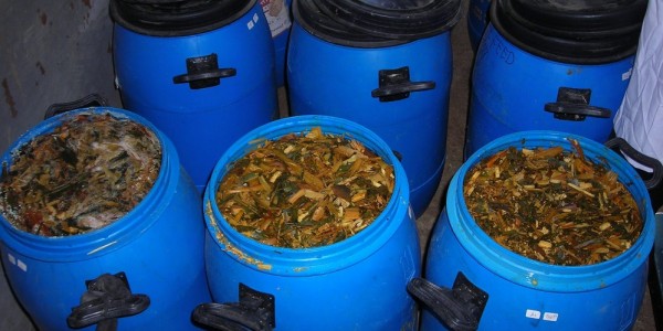 cara membuat silase dengan mudah - Akademi peternakan