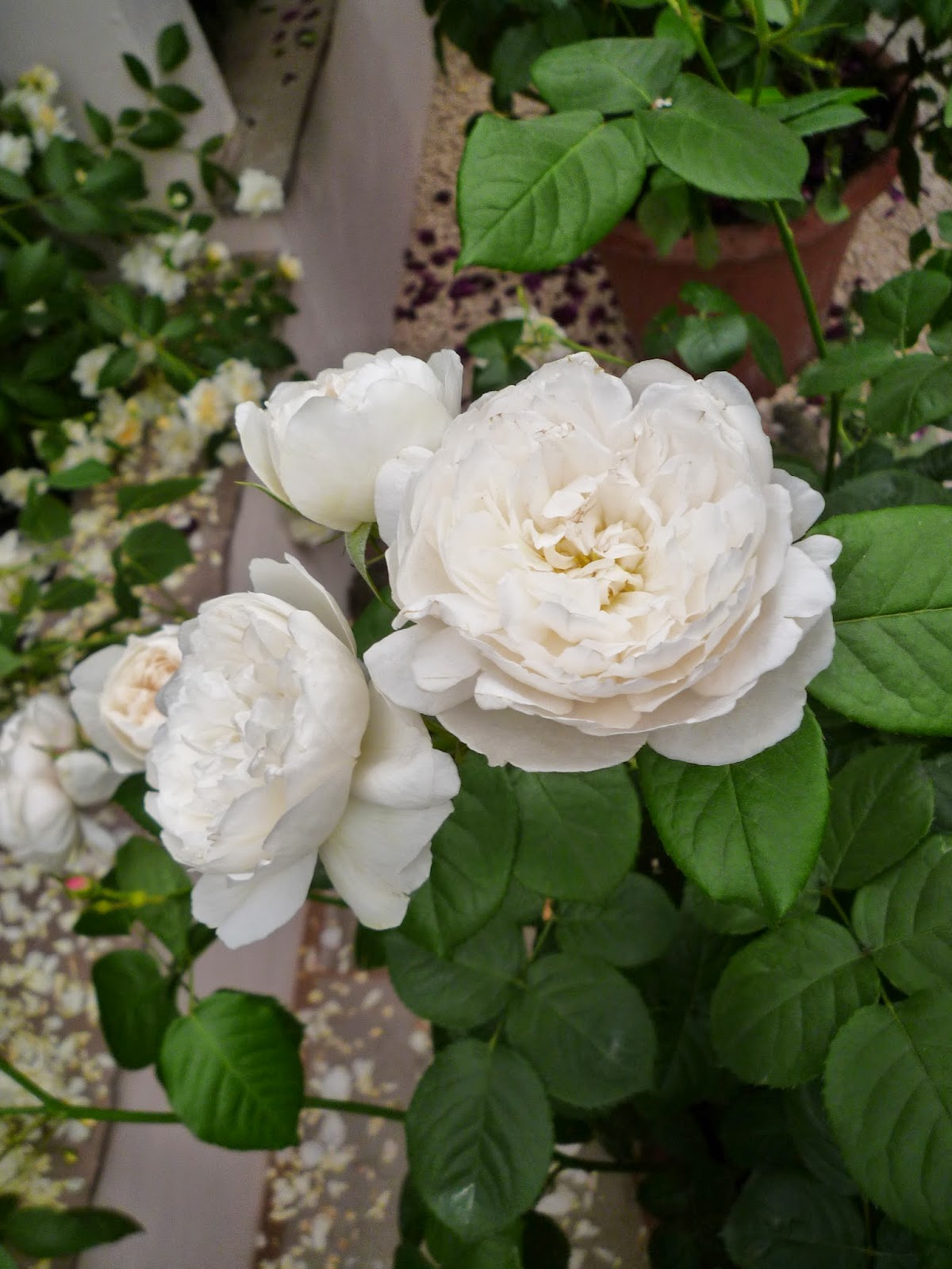 Coulda Shoulda Woulda: David Austin Roses and their Other Collections ...