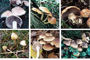 Guía de Setas y Hongos de Navarra.: Grupos Hongos