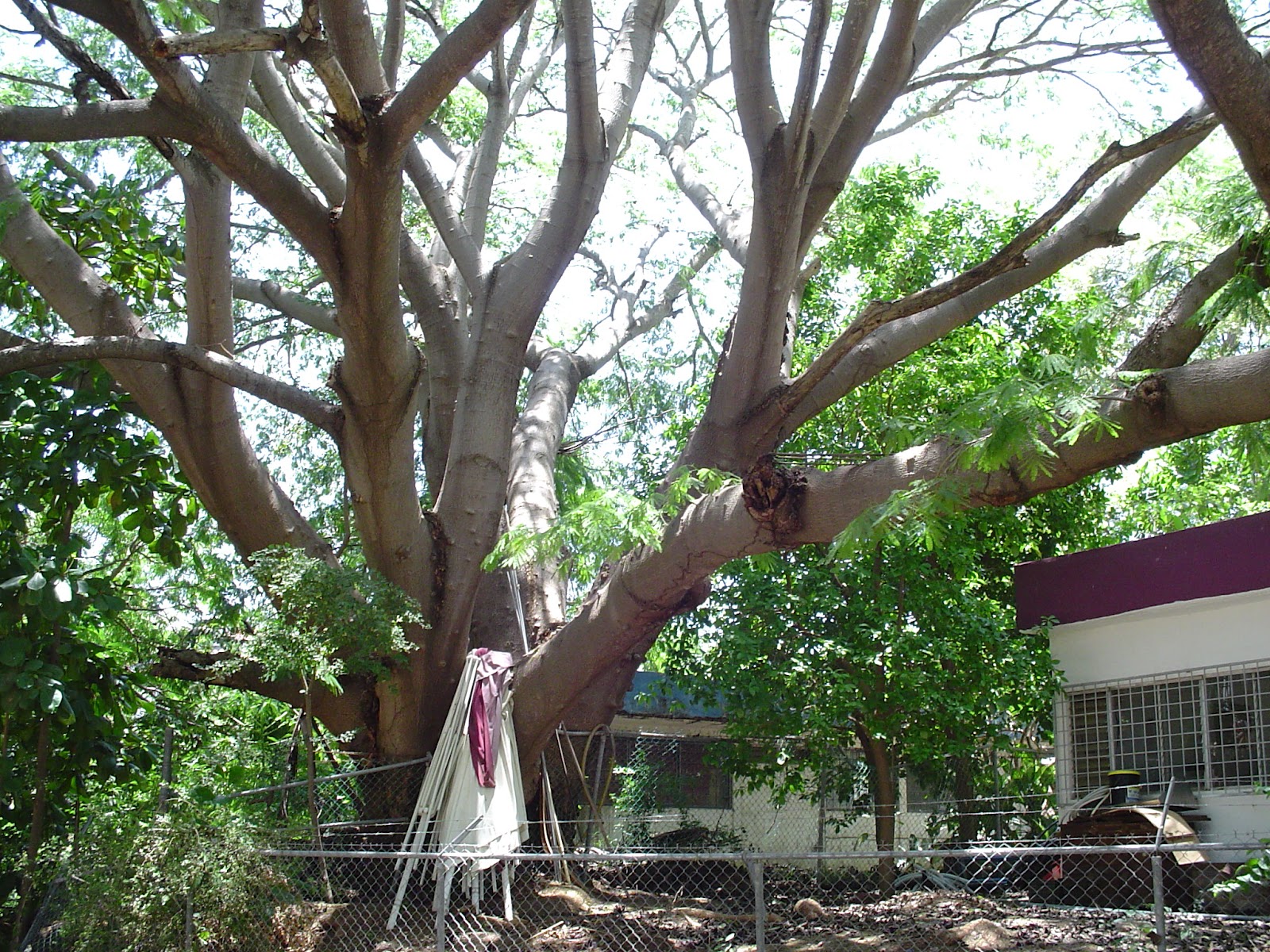 Déjàlà: One Man, One Tree – Bus Ride to a Wedding