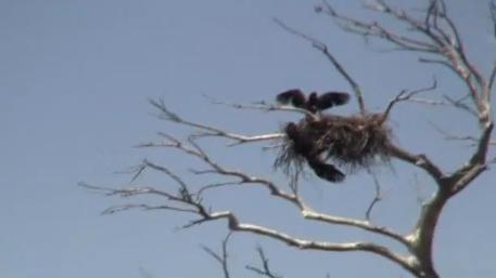 Birding Without Barriers: Arizona Bald Eagle Nestwatch Eaglet Update