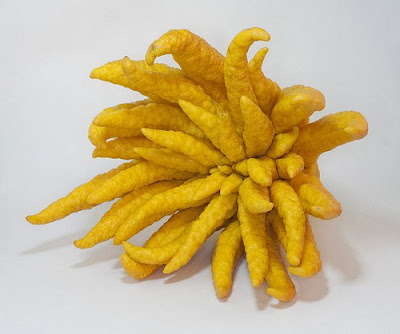 Aspundir: Buddha's Hand Lemon