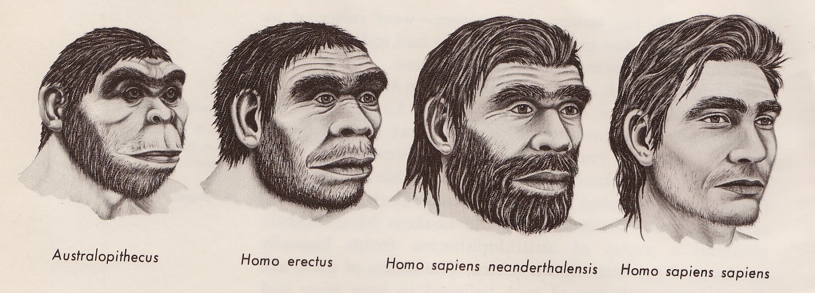 New Dork Post: Australopithecus