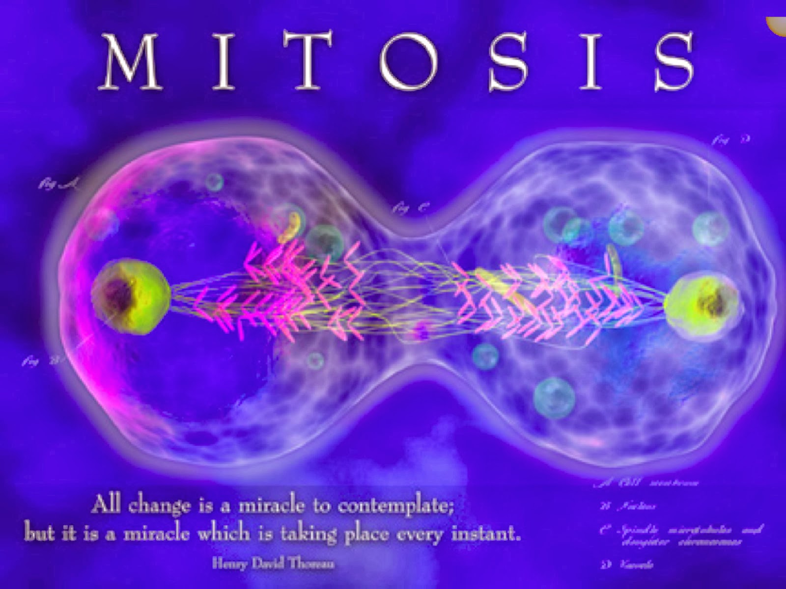 EC Honors Biology: Mitosis Intro
