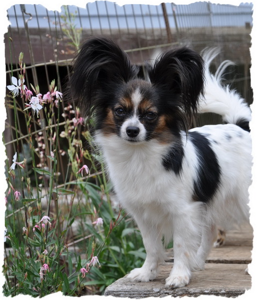 Road's End Papillons : Papillon Ear-Fringe Development
