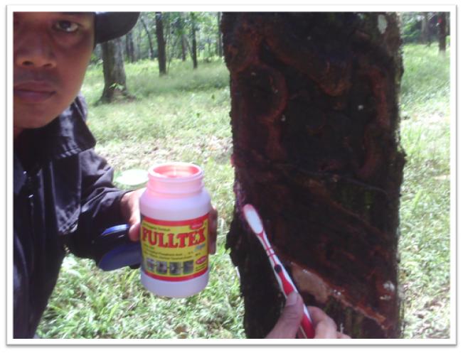 PT. INTI TANI NIAGA: Perangsang Getah Karet Fulltex