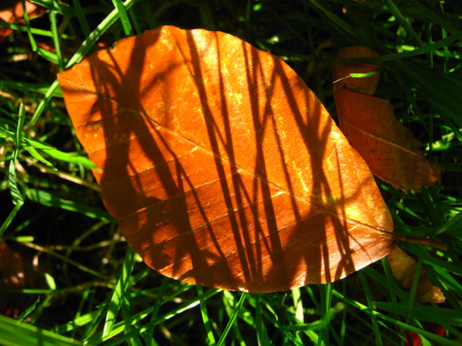 The Hermitage: Autumn Aflame