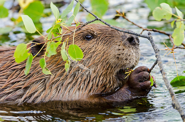 La Rueda Medicinal: Astrología de la Tierra, Sun Bear y Wabun: TÓTEM ...