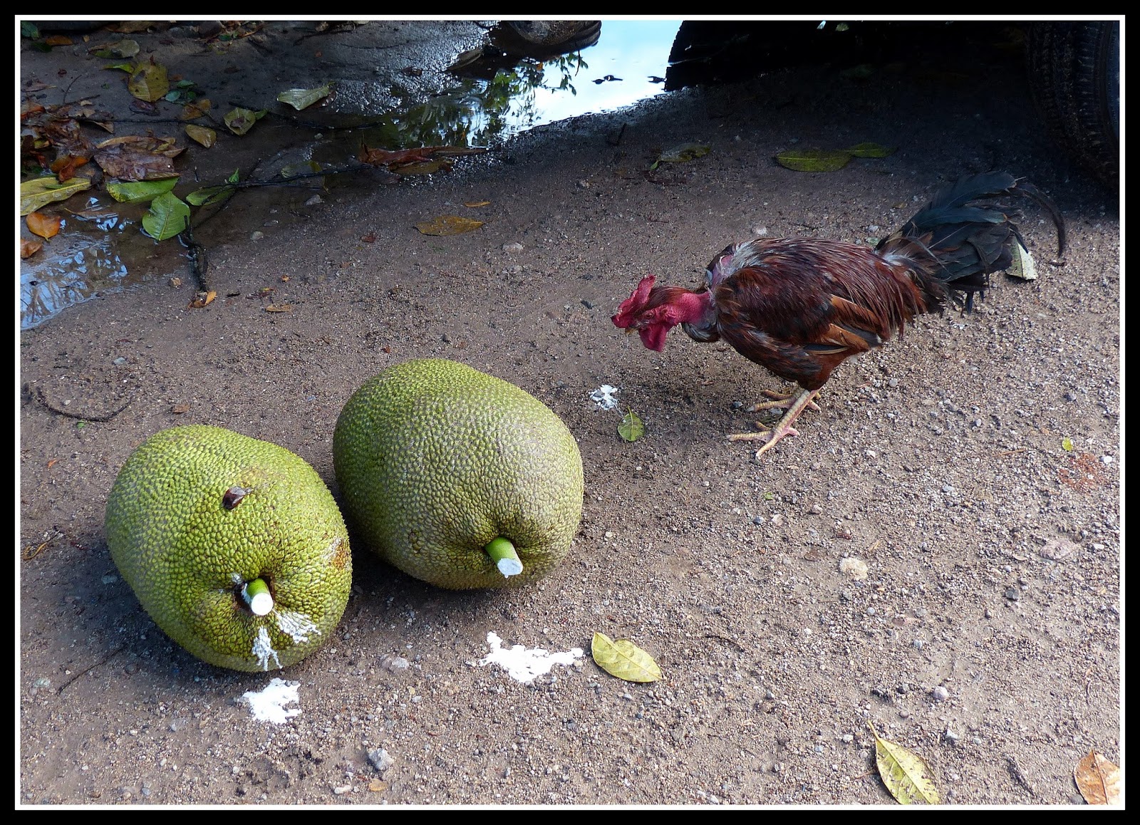 The Odd Essay: Yucky Yaca....