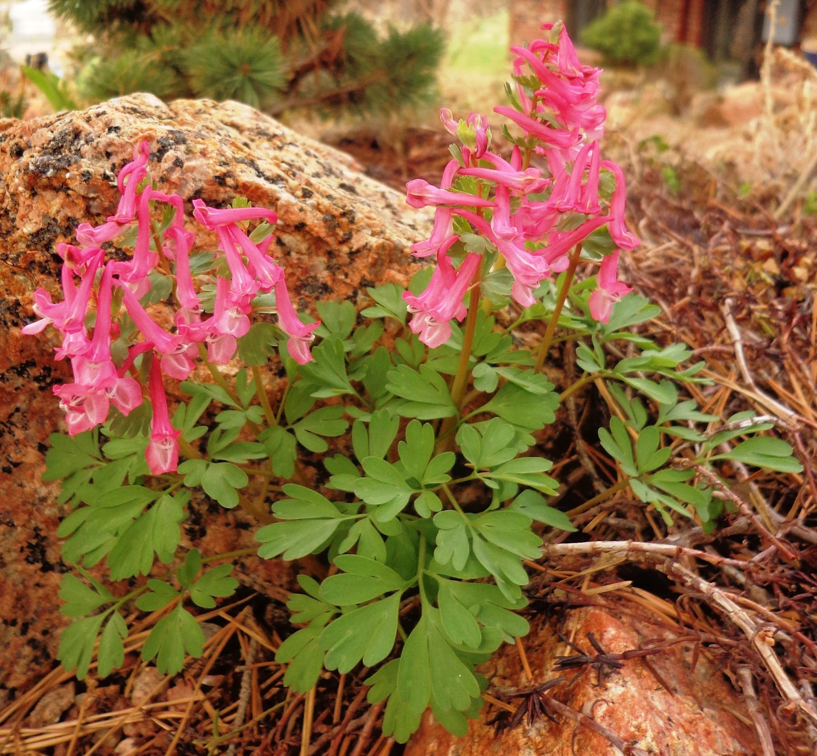 Prairiebreak: Rough and red! Comparing the crimson Corydalis...