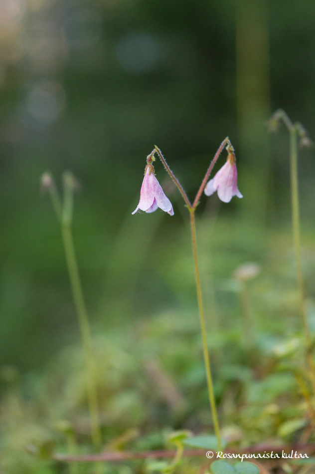 Retkiä&hetkiä: Vanamo