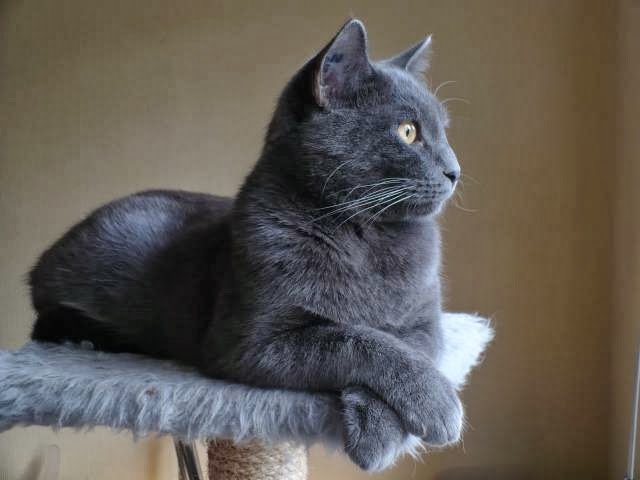 Chartreux Cat | Cute Cats