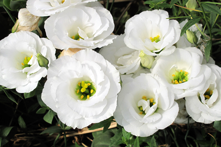 How Wild is Your Lizzy? - Cultivation Of Crops