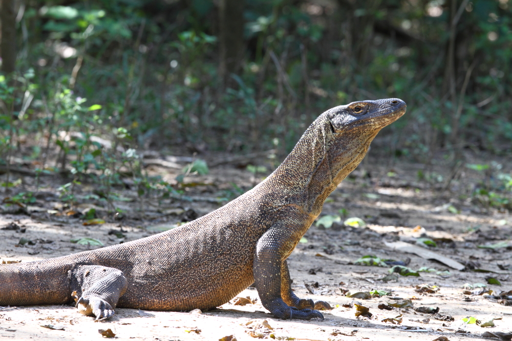 Rockjumper - Worldwide Birding Adventures: Komodo and its Dragons by ...