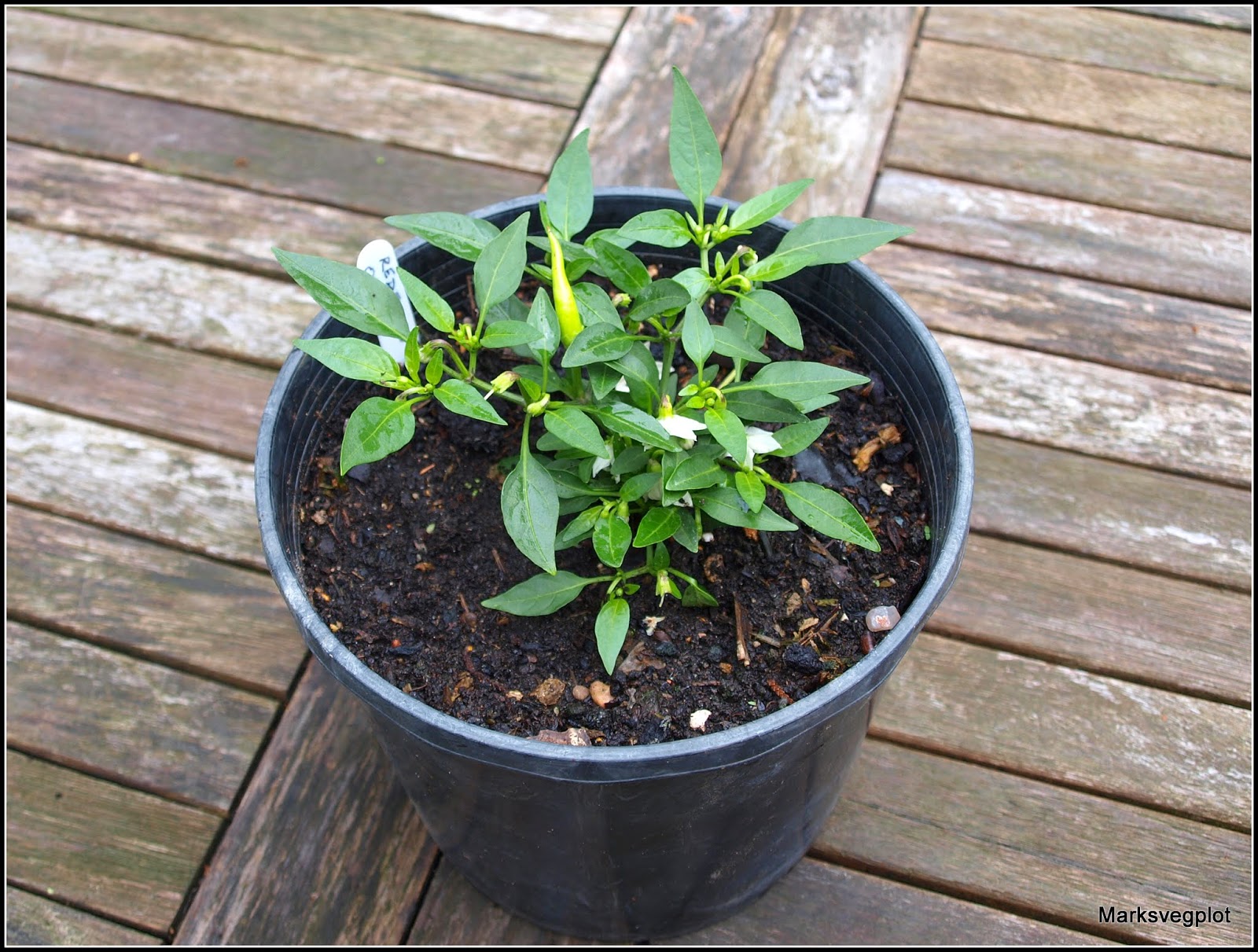 Mark's Veg Plot: Chilli update