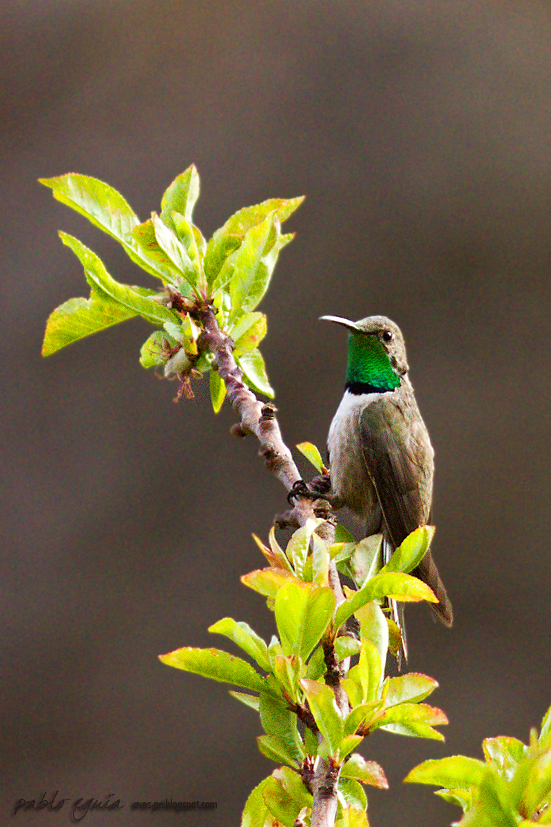 mis fotos de aves: Oreotrochilus leucopleurus Picaflor Andino White ...