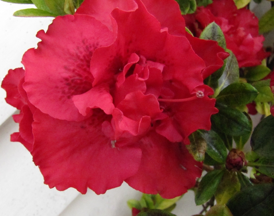 photographing New Zealand: red azalea