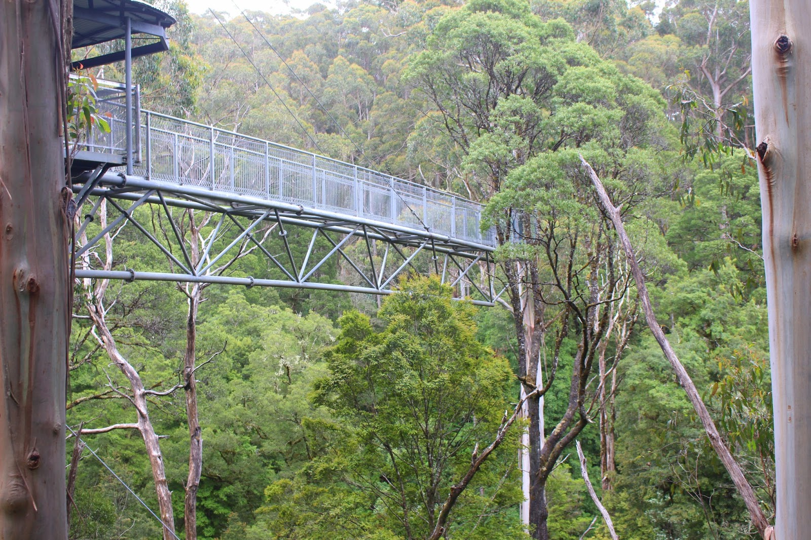 Life's Treasures & Simple Pleasures: The Otways ~ The Otway Treetop Walk
