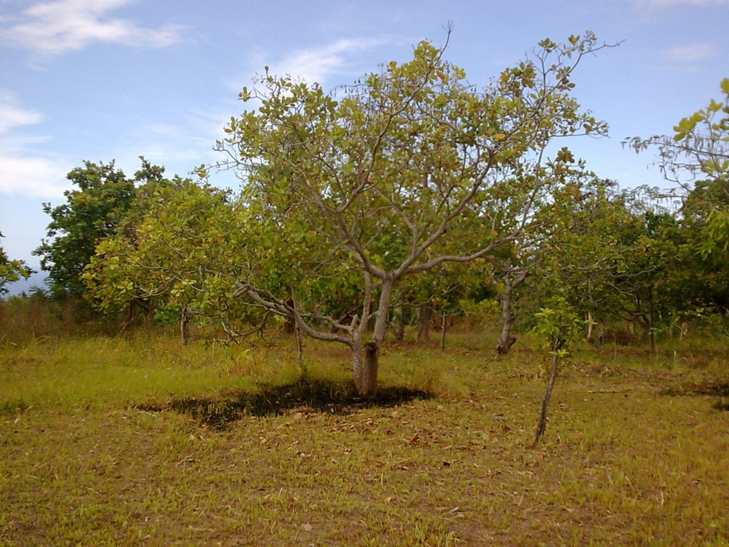 JAMBU METE ( Anacardium occidentale L. ) - Ensiklopedia Tumbuhan