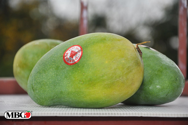 STID (PART 2) – Mango Harum Manis | AIDA NASIRAH