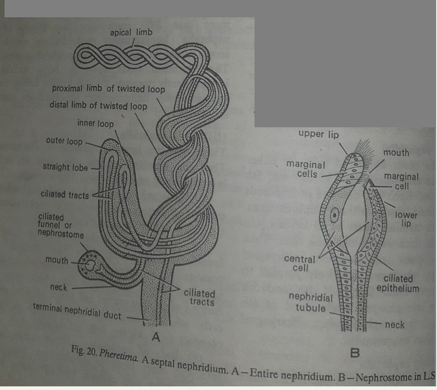 Zoology for higher secondary level: Earthworm: Excretory System