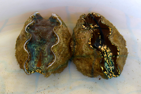 The silence of the clams ~ HUMAN FACE by Ceres