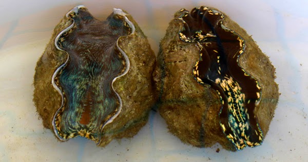 The silence of the clams ~ HUMAN FACE by Ceres