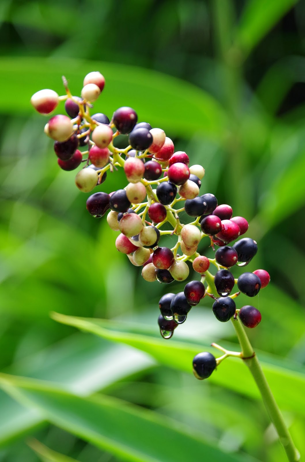 Trees and Plants: Alpinia Aquatica