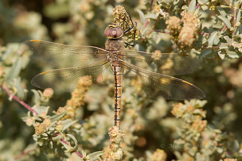 Kuwait Birding: Where are the migrants?