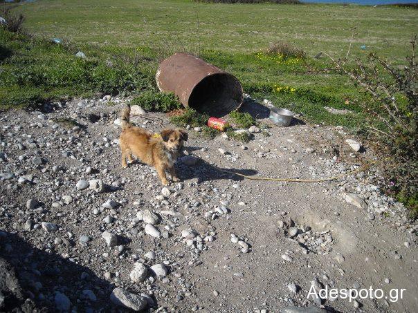 ΜΗΝ ΓΥΡΝΑΣ ΤΟ ΒΛΕΜΜΑ: ΣΥΝΕΧΙΖΕΤΑΙ Ο ΕΦΙΑΛΤΗΣ ΓΙΑ ΤΑ ΑΛΥΣΟΔΕΜΕΝΑ ΣΚΥΛΙΑ