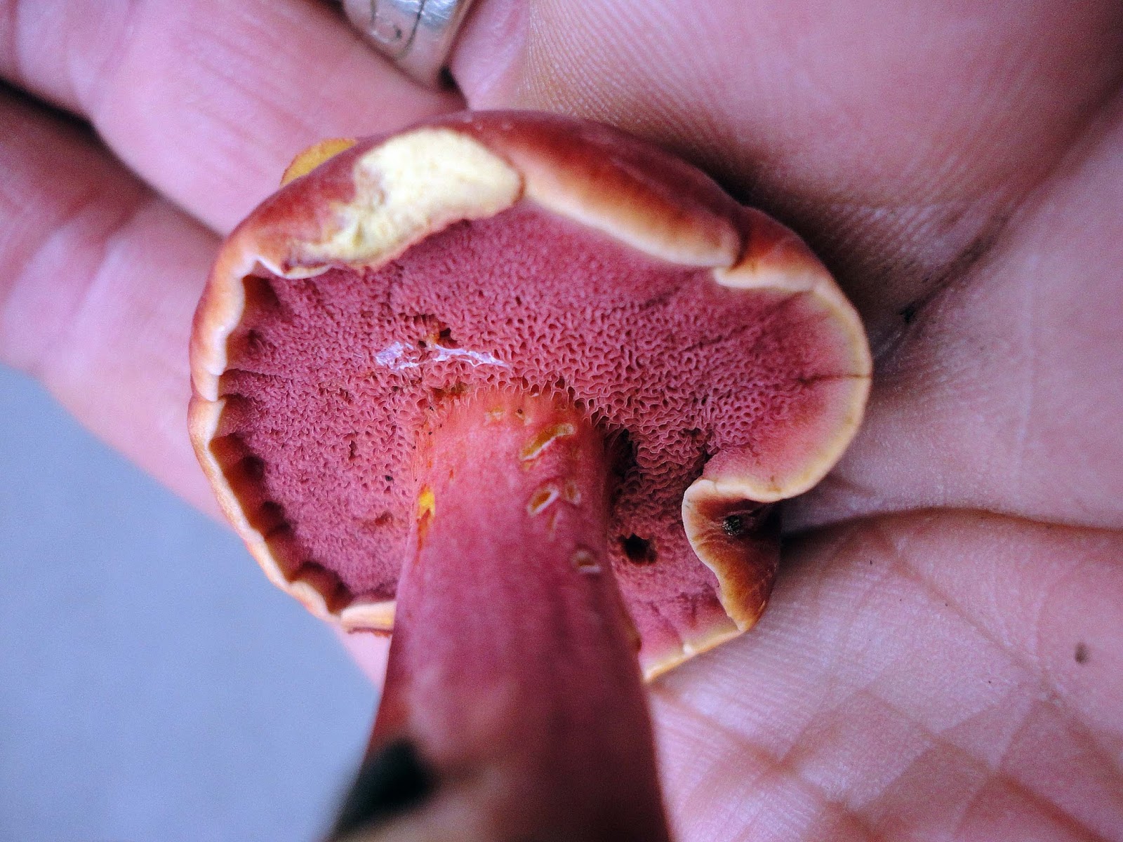 Vinalhaven Sightings