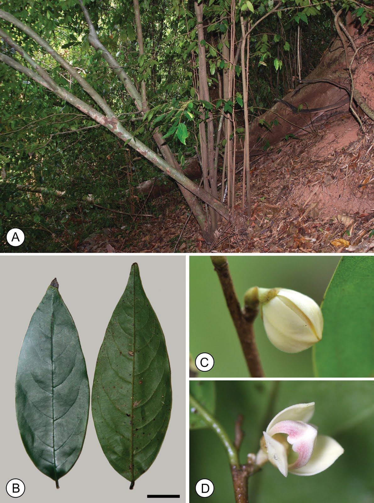 Species New to Science: [Botany • 2019] Mitrephora monocarpa ...