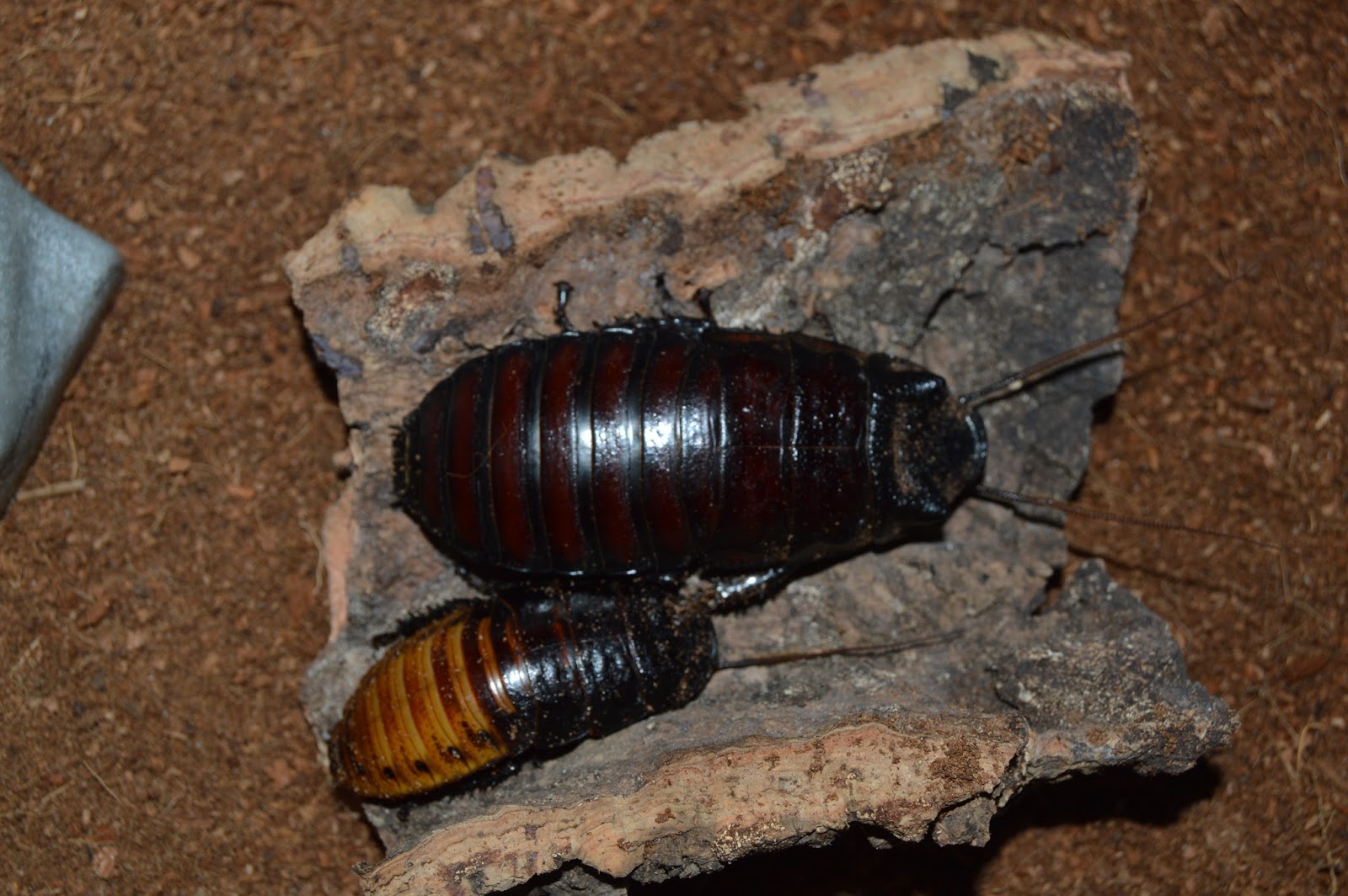 Bring on the Bugs: My Hissers