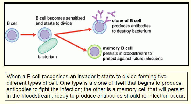 # 60 Action of B-lymphocytes | Biology Notes for A level