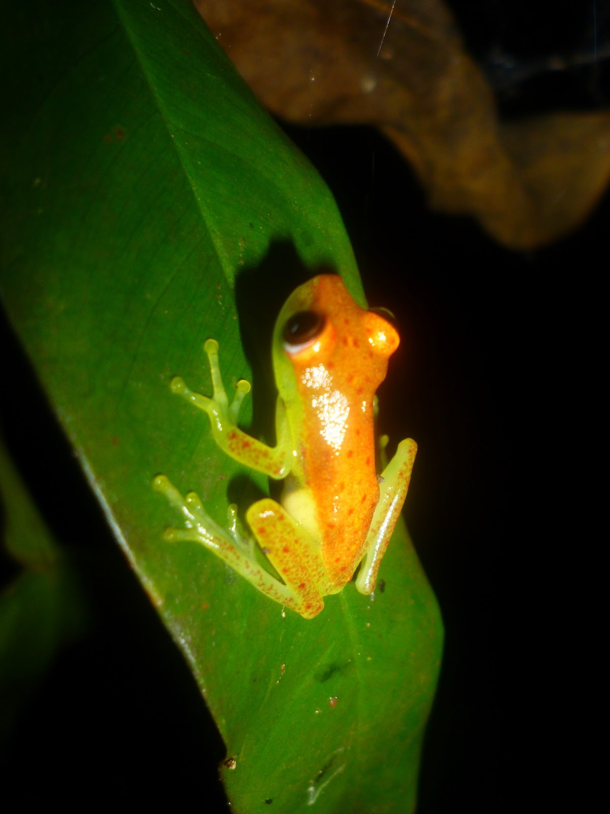 Selvas y bosques del mundo: selva humeda tropical