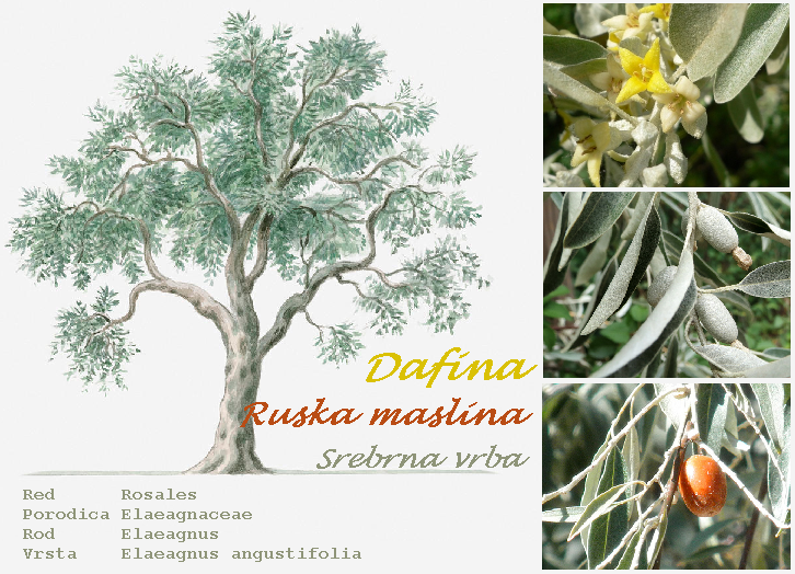 101 cvet : Dafina ("Cvet na visini")