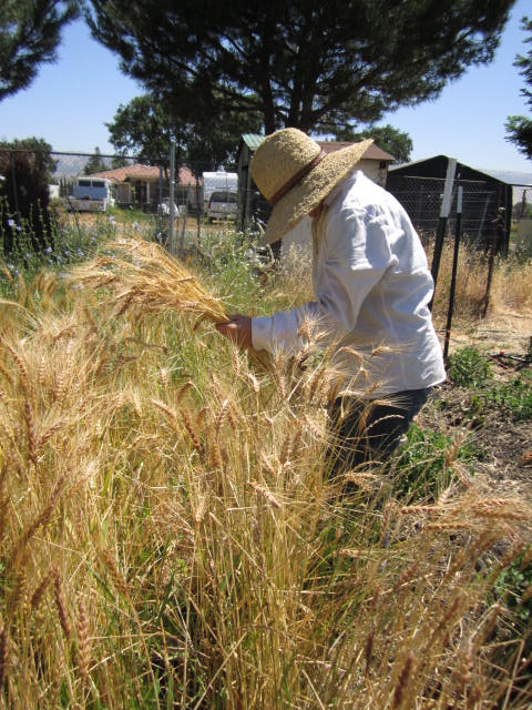 One Acre Farm: Planting and Harvesting Wheat by Hand