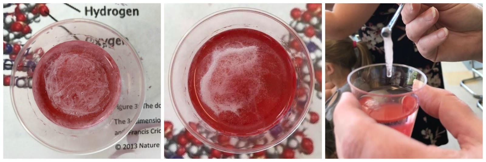 Adventures In Storytime (and Beyond): DNA Extraction STEAM Program