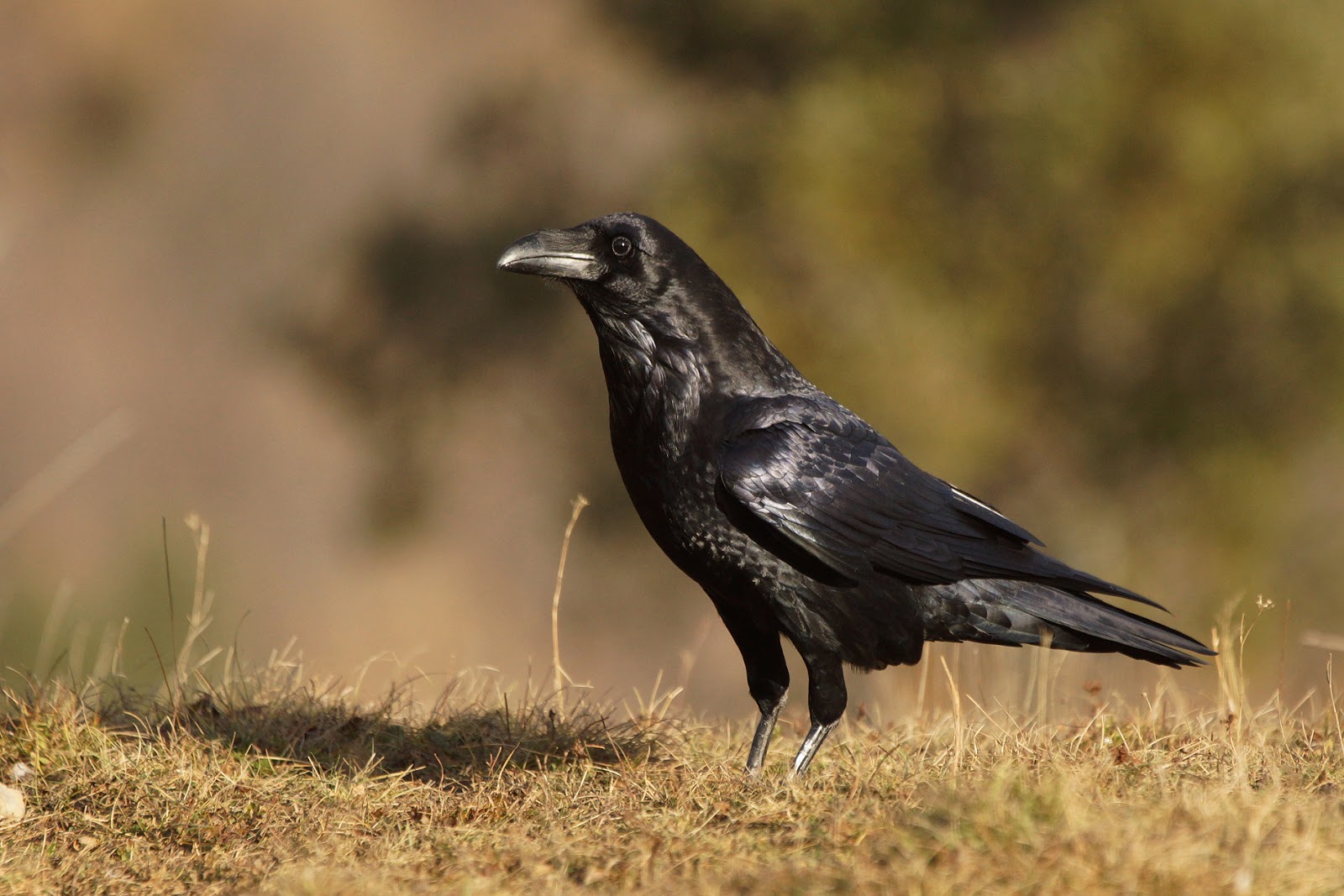 Pasión por las aves: Cuervo.(Corvus corax)