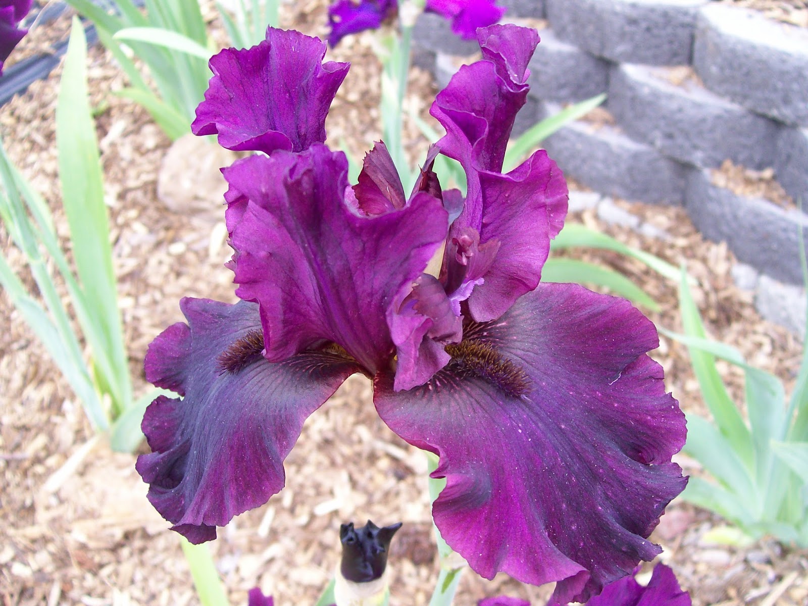 Intuitive Value: Spring to Mid-Summer Garden and Landscape