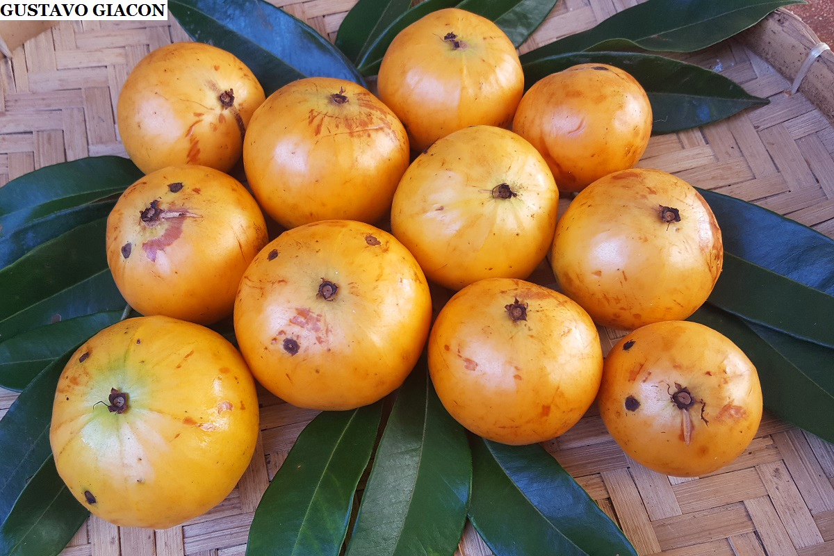 Viveiro Ciprest - Plantas Nativas e Exóticas: Cambucá ( Plinia edulis )
