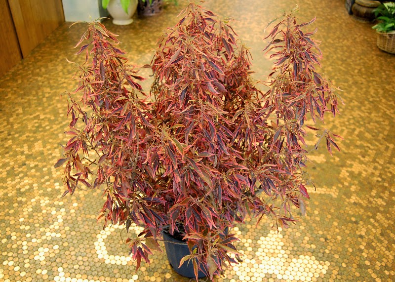 The Indoor Garden: The Fire Dragon Plant