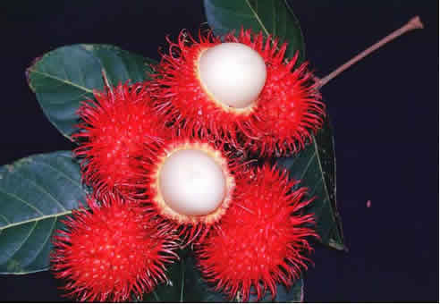 RAMBUTAN ( Nephelium sp. ) - Ensiklopedia Tumbuhan