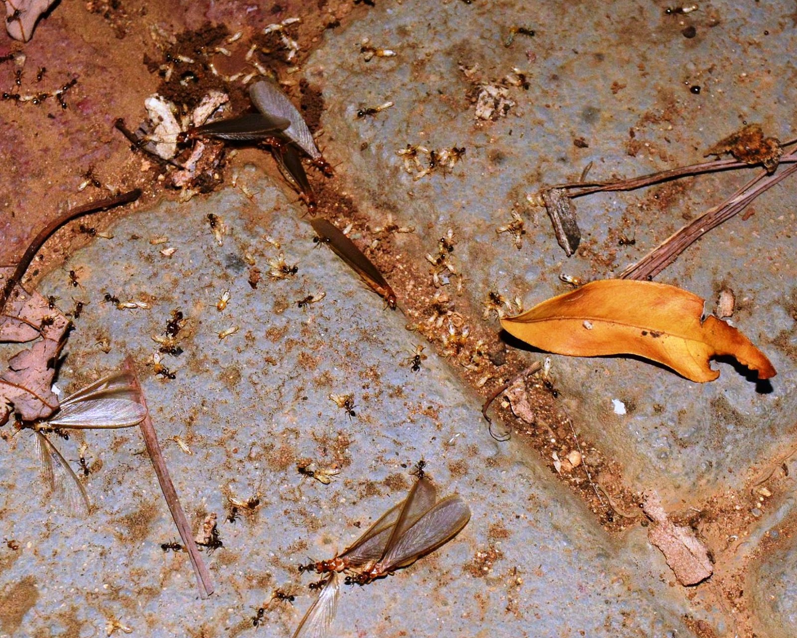 Roots 'n' Shoots: When Termites Fly... cues from Nature