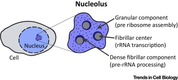 Actualités Scientifiques - Médicales: mai 2018